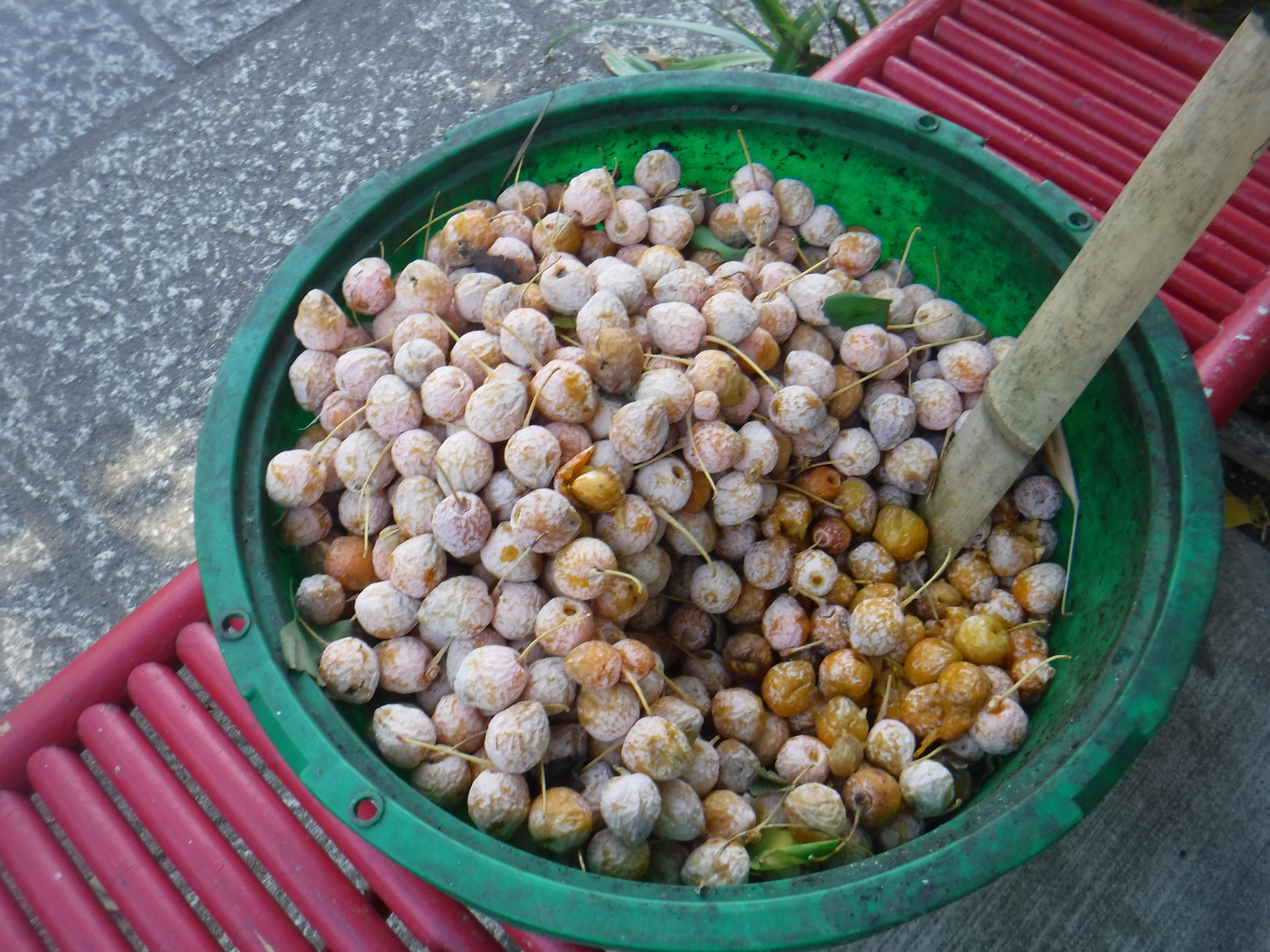 実りの秋到来: 江北氷川神社つれづれ日記