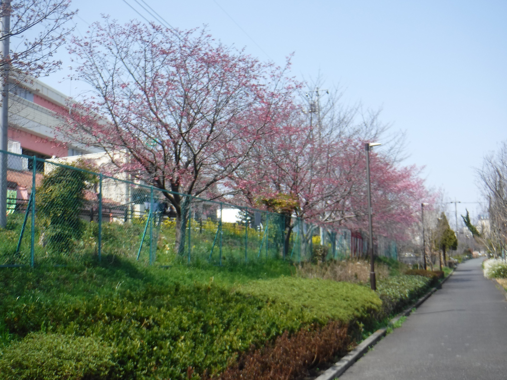 さくらの開花です。: 江北氷川神社つれづれ日記